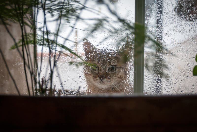 275 Cat Looking Out Window Rain Stock Photos - Free & Royalty-Free ...