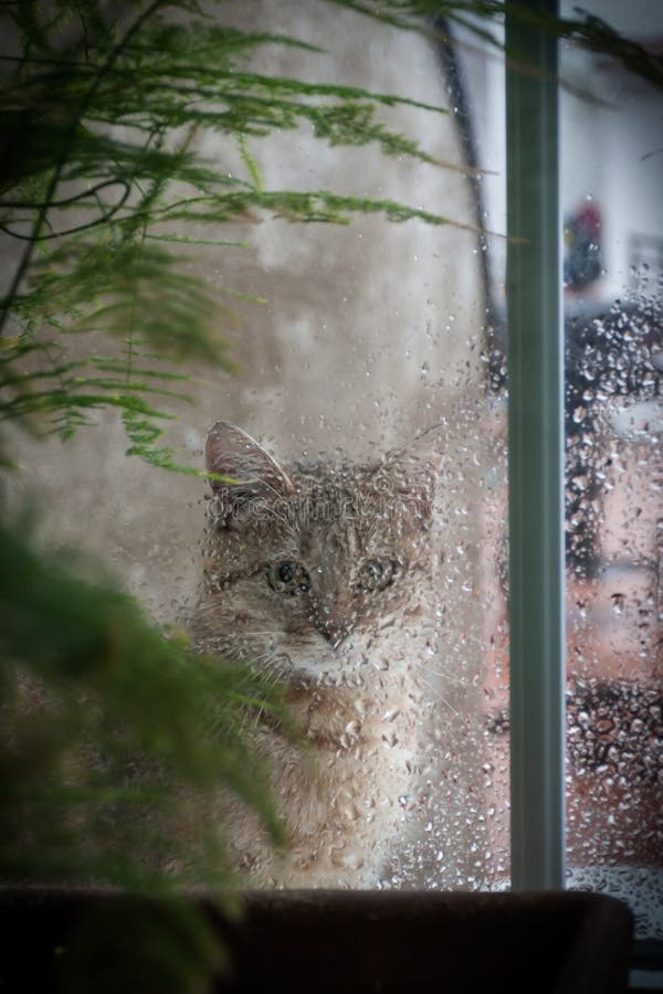 Rain Cat