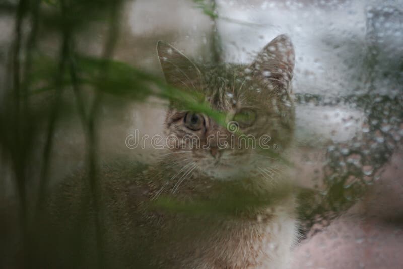 Cat Looking Out the Window at the Rain Stock Photo - Image of relaxing ...