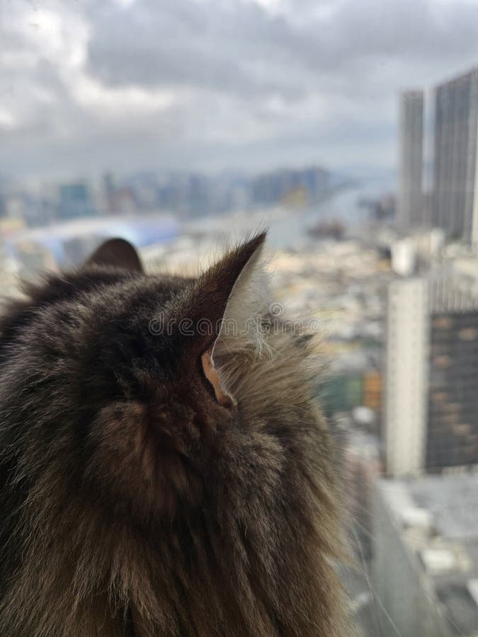 Cat Looking Out of the Windows Stock Photo - Image of windows, looking ...