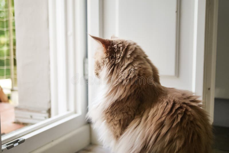 Cat looking outside stock photo. Image of coon, outside - 44304970