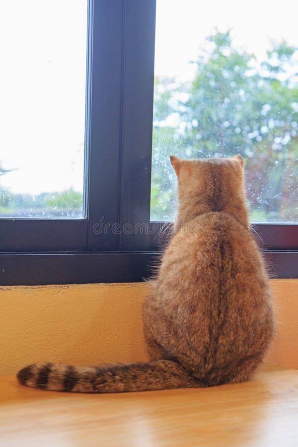 Sad Cat Looking Out Window