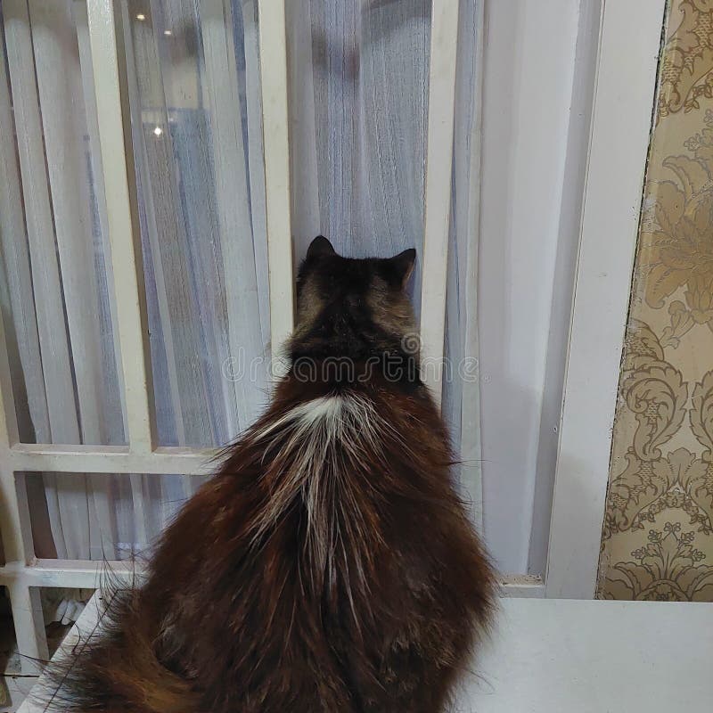 The Cat is Looking at the Outside from the Window Stock Image - Image ...