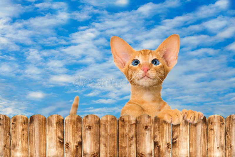 Cat Looking Over Garden Fence Stock Photo - Image of cute, garden: 72901902