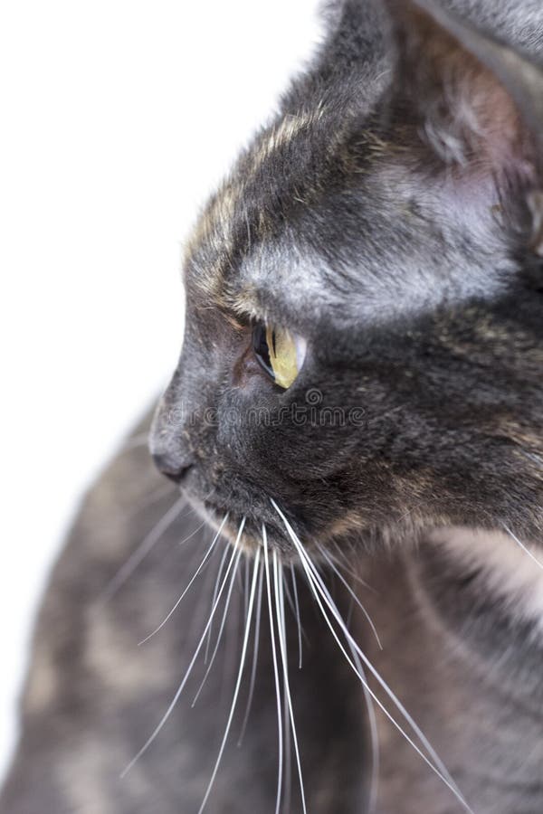 650 Cat Over Shoulder Stock Photos - Free & Royalty-Free Stock Photos ...