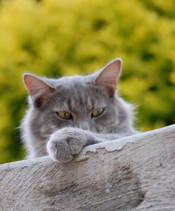 Cat looking over a wall stock photo. Image of hunting - 82988482