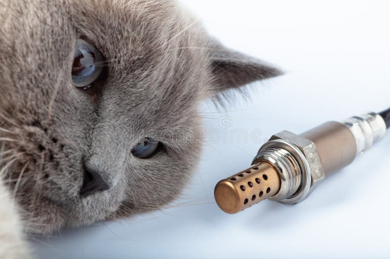 Cat Looking at Oxygen Sensor Buyer Stock Photo - Image of electronic ...
