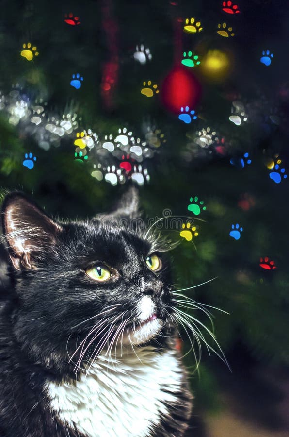 Cat Looking at Prints stock photo. Image of colored, jinxy - 36065266