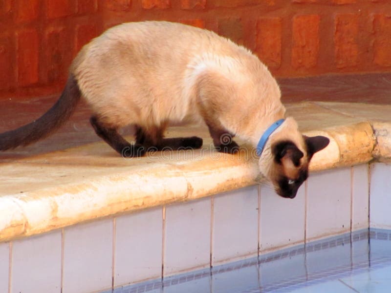 Cat Looking at Reflection in the Water. Stock Image - Image of bright ...
