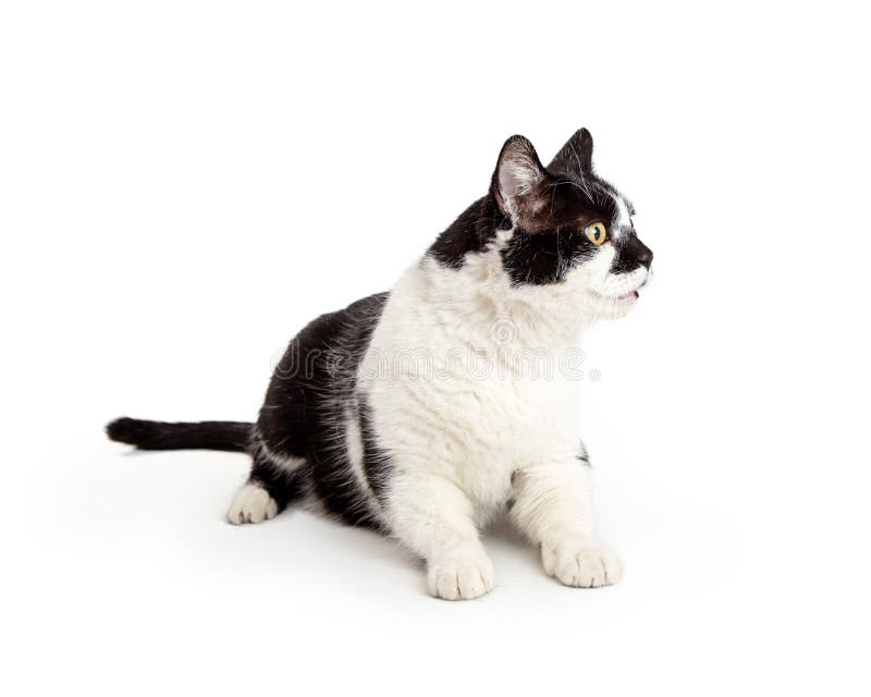 Startled Cat Looking Up On White Stock Image - Image of studio ...
