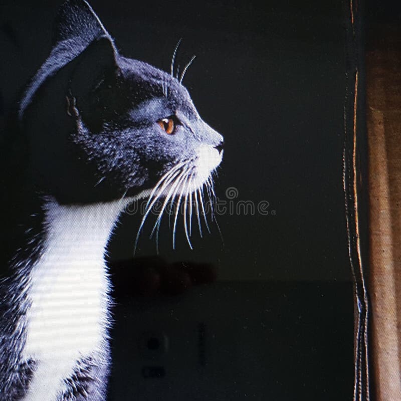 Cat looking sideways stock photo. Image of mammal, brown - 302444364