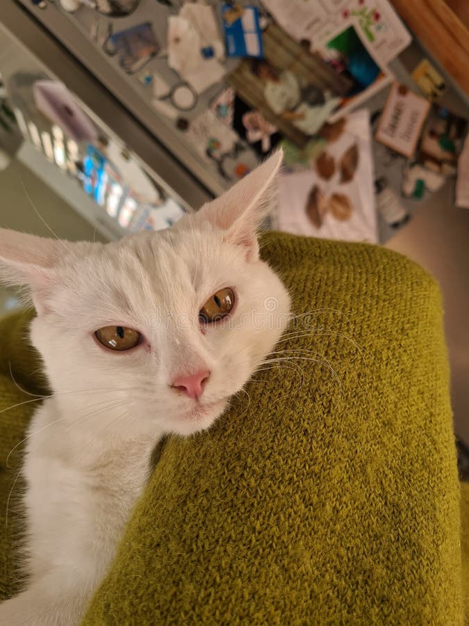 Cat Looking Sleepy or Grumpy on a Person& X27;s Arm Stock Image - Image ...