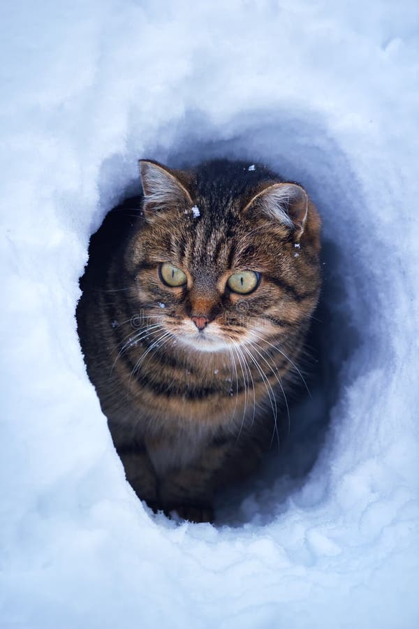 Cat Looking from Snow Hole. Waiting for Spring. Stock Photo - Image of ...