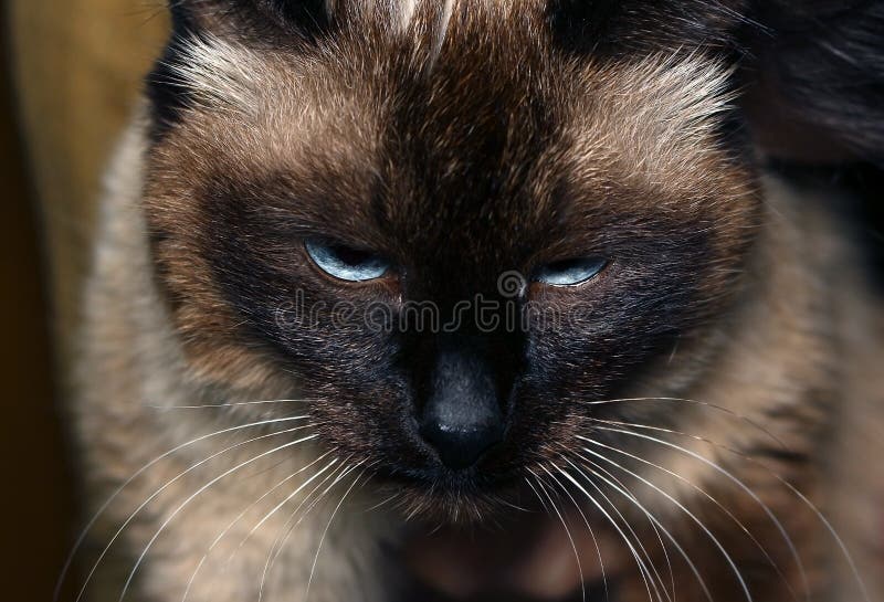 Cat with a Disgruntled Face Stock Photo - Image of annoyed, head: 107727904