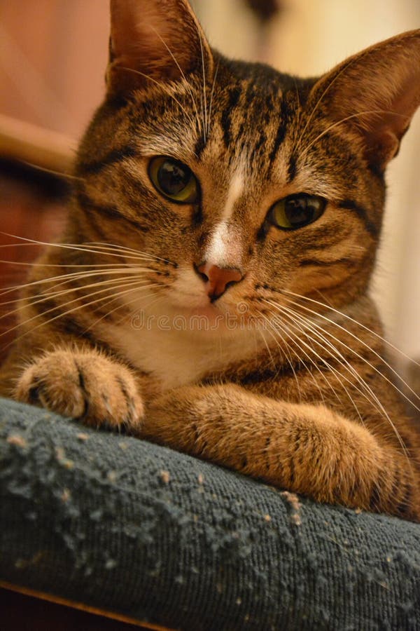 Cat Looking Straight in the Camera Stock Image - Image of lake, acorn ...