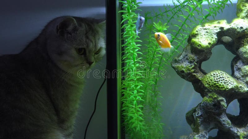 Cat is Looking at Tetra Fish in Aquarium. Glow Fish Different Colored ...
