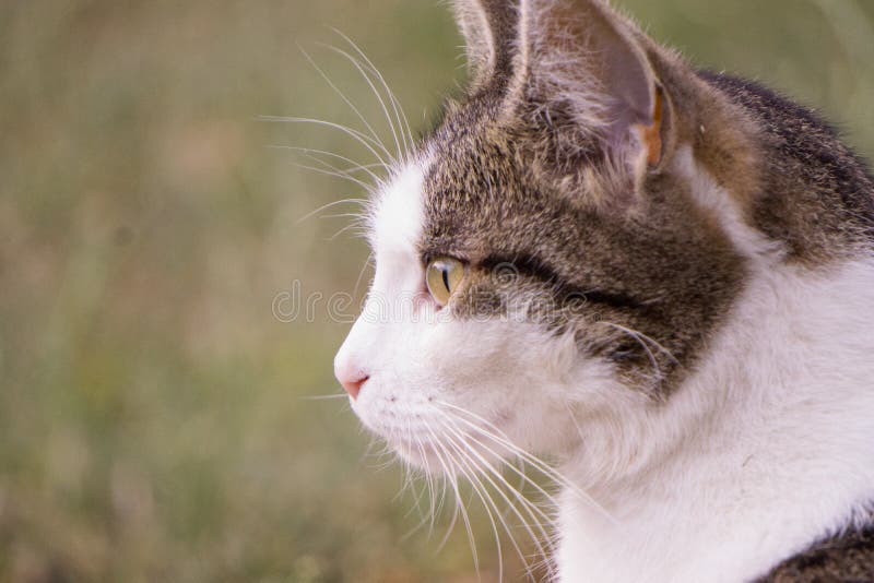 A Cat is Looking and Thinking Stock Image - Image of cute, cuddly ...