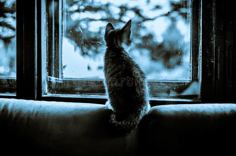 Cat Looking Throught Window Stock Photo - Image of winter, animal: 82157348