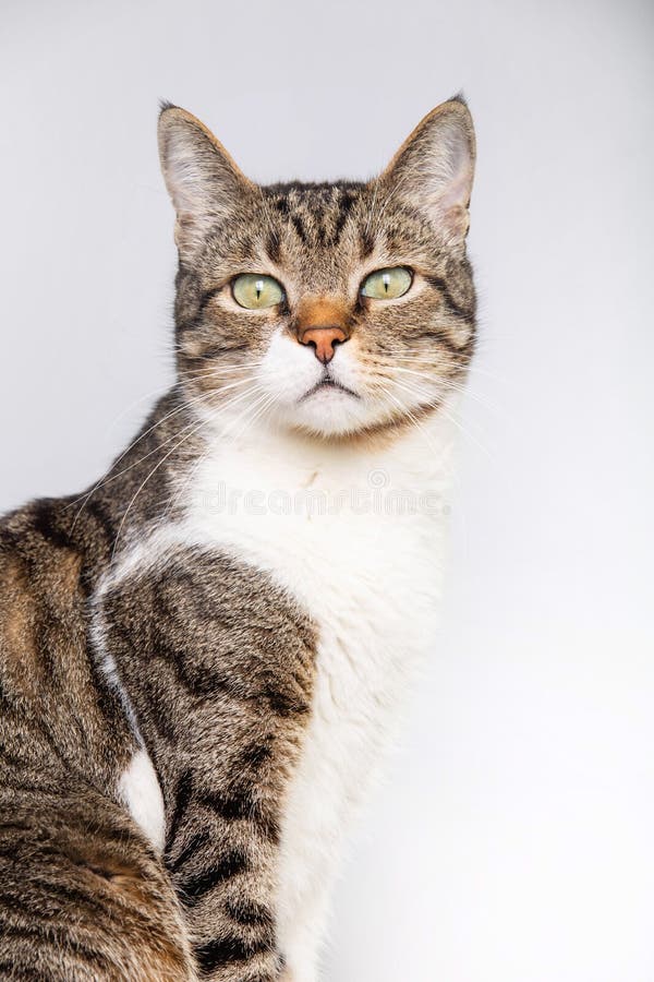 Curious Striped Cat Has a Lot of Questions, Looking Up Perplexed ...