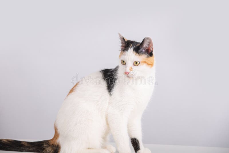 Curious Striped Cat Has a Lot of Questions, Looking Up Perplexed ...