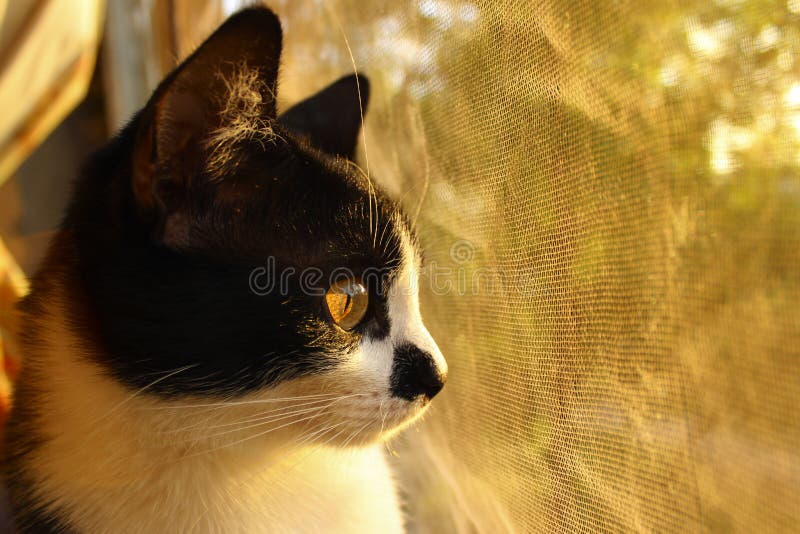 Cat Looking To the Side. Cat Close-Up Stock Photo - Image of furry ...