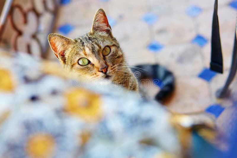 Cat Looking from Under the Table Stock Photo - Image of trust, asking ...