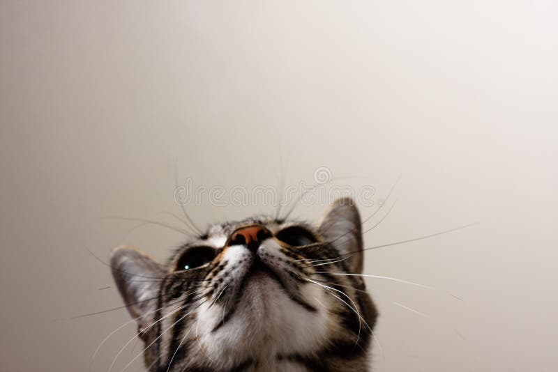 Cat looking up stock photo. Image of curious, animal - 11054114