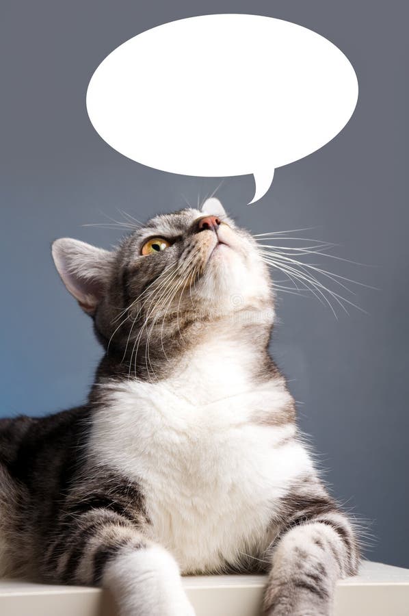 Cat looking up stock photo. Image of cute, animal, bengal - 15586248