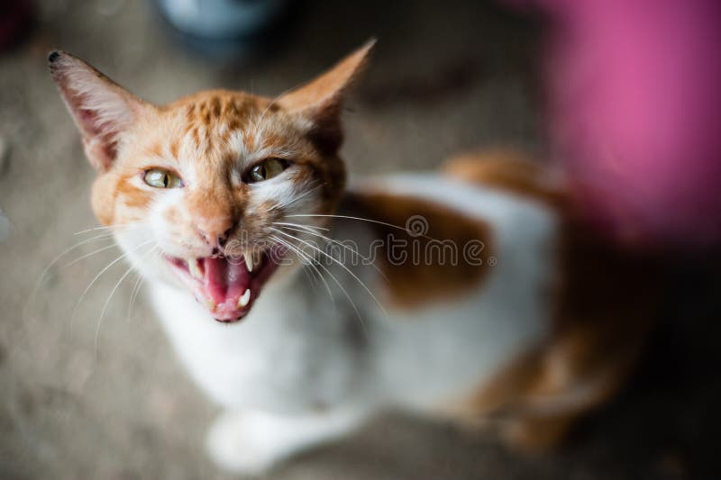 Cat looking up stock photo. Image of relaxing, mammals - 27311954