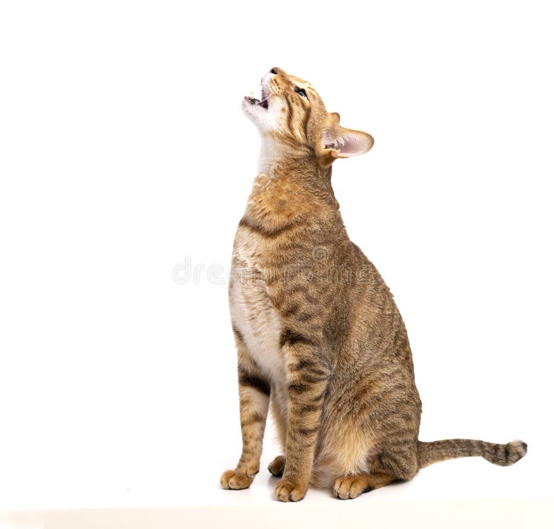 Cat Looking Up Asking for Food. Isolated on White Backgorund Stock ...