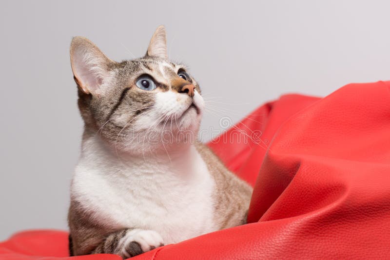 Cat looking up stock photo. Image of beautiful, nature - 71103814