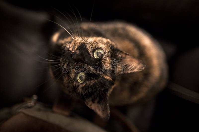 A Cat Looking Up at the Camera Stock Photo - Image of darkness, snout ...