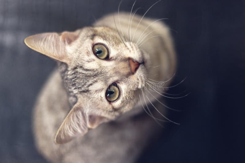 A cat looking up at camera stock photo. Image of feline - 90685792