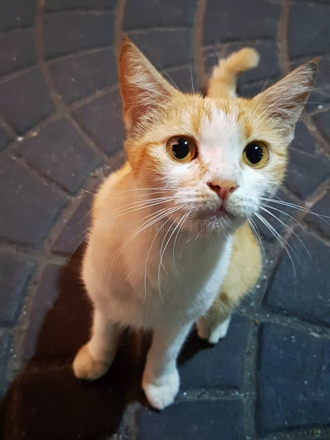 Cat looking up stock image. Image of animals, furry, looking - 94106415