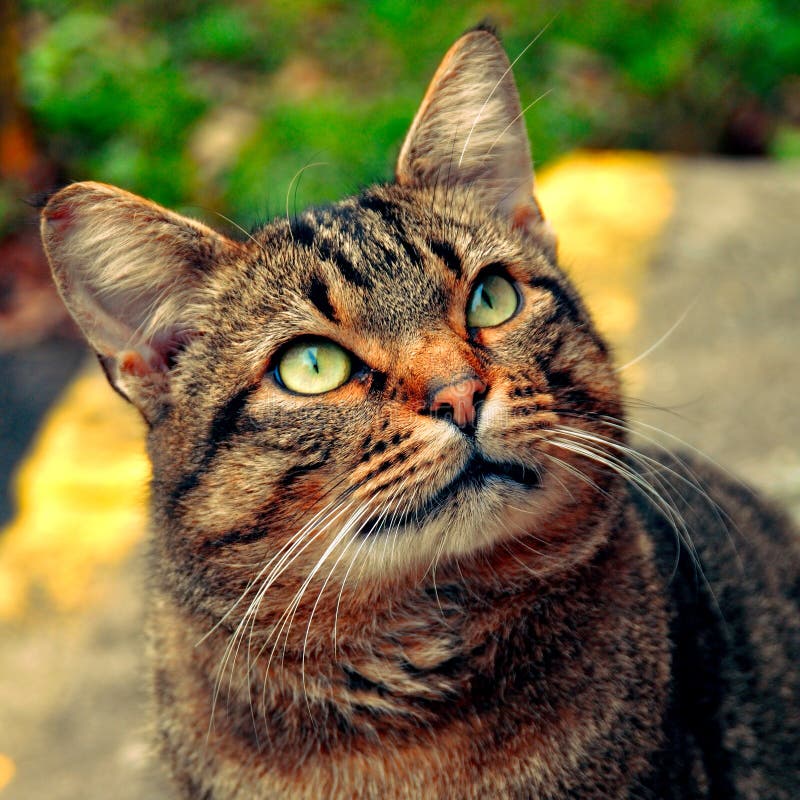 Cat looking up stock image. Image of kitty, ears, domestic - 46217127