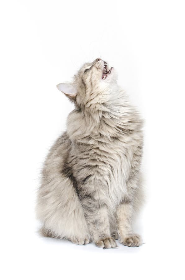 Cat Looking Up Isolated on White Stock Image - Image of looking, young ...