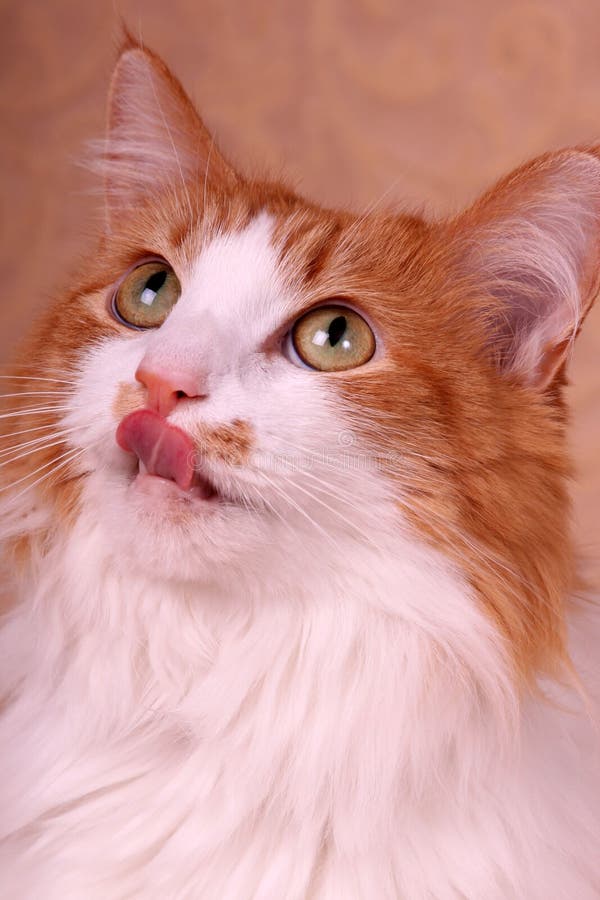 Cat Looking Up Licking Its Lips Stock Image - Image of tongue ...