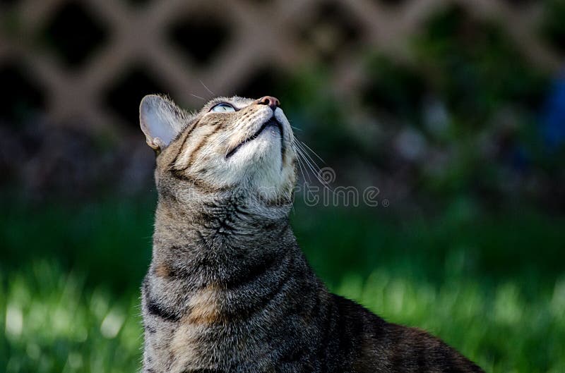 Cat looking up stock photo. Image of unusual, prey, looking - 53557474