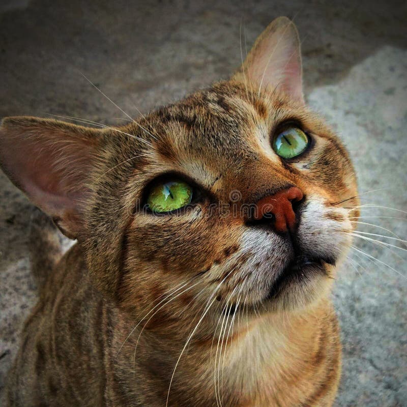 Cat Looking Upward. Face of Cat Stock Image - Image of isolated ...
