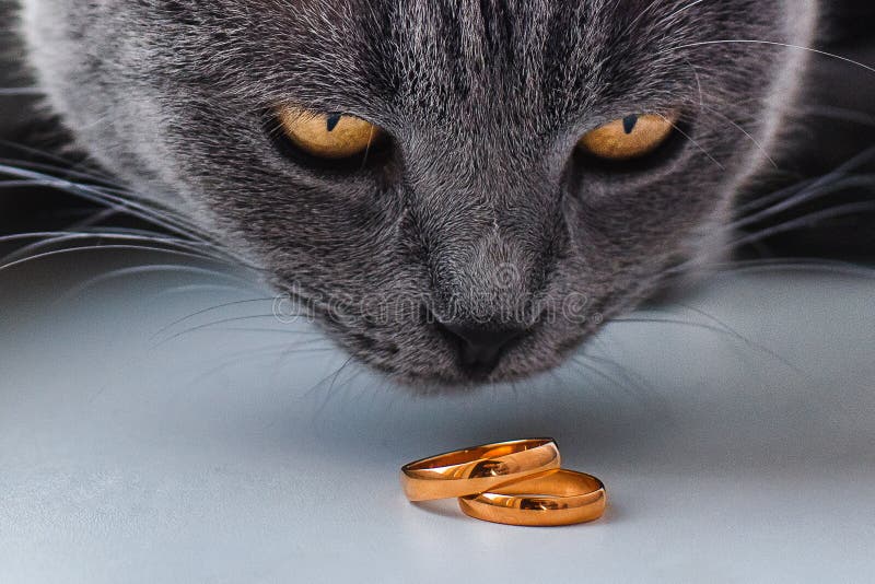 Cat with wedding rings stock photo. Image of engagement - 10871262