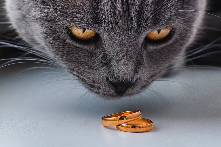 Cat Looking at Wedding Rings Stock Image - Image of eyes, rings: 51676997