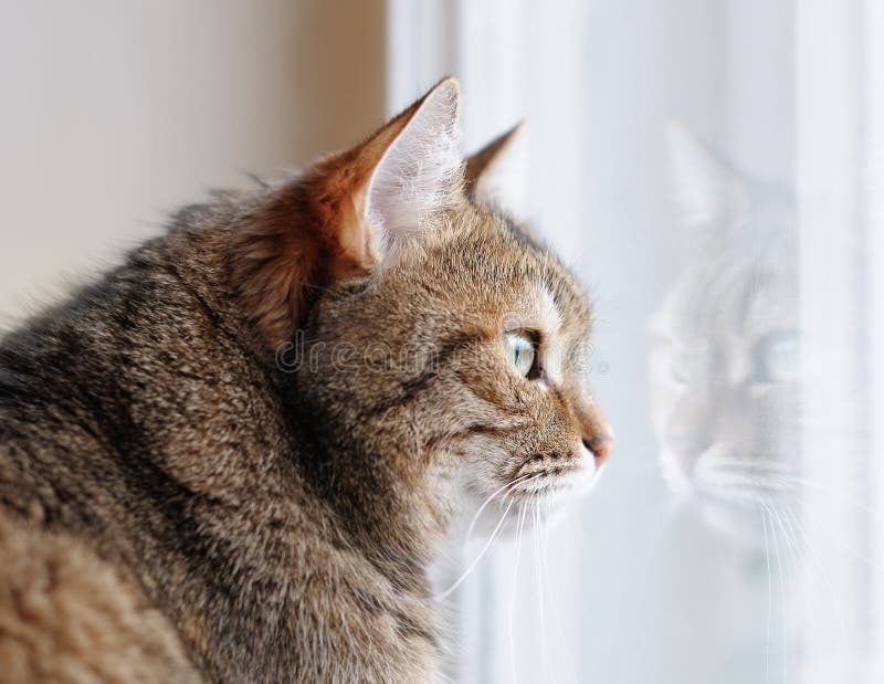 Cat by window stock image. Image of light, sillohette, camera - 627741
