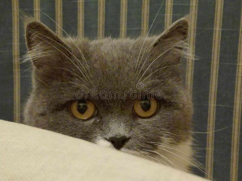 Cat stock image. Image of yelloweyes, petathome, greycat - 93976571