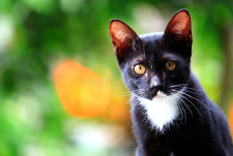 Cat Looking at You stock photo. Image of looking, animals - 92243064