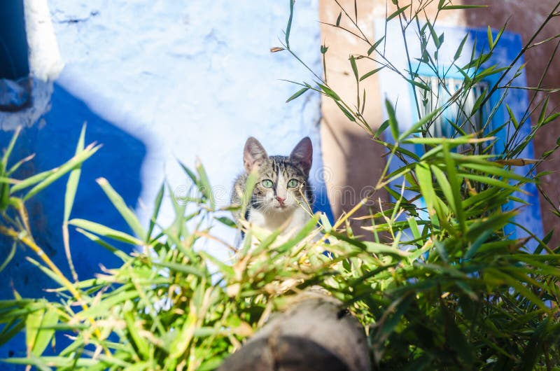 Cat looking at you stock photo. Image of domestic, white - 127879302