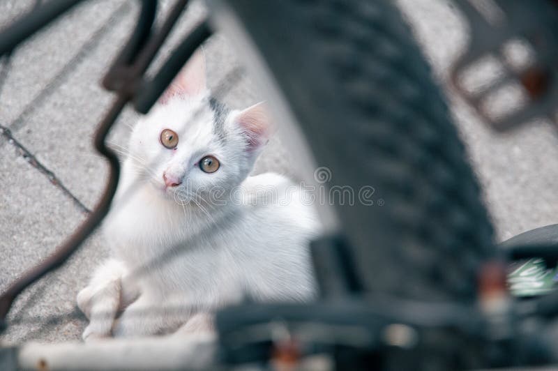 Cat Looking at You through a Wheel Stock Photo - Image of cute, wheel ...