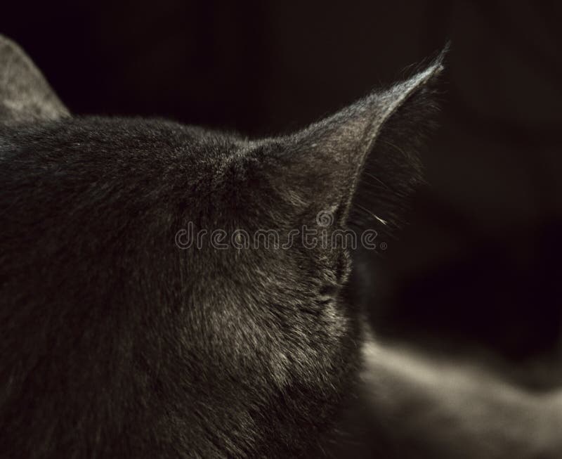 The Cat Looks Away into the Darkness Stock Image - Image of dark, furry ...