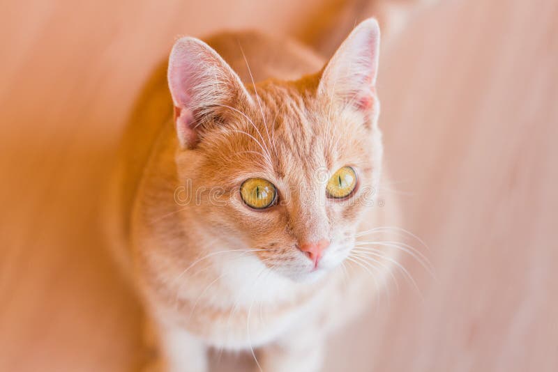 The Cat Looks from Below or Look at the Cat from Above Stock Photo ...
