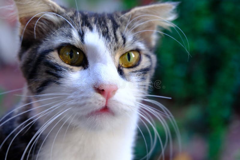 Cat looks at the camera stock image. Image of breed - 159261865