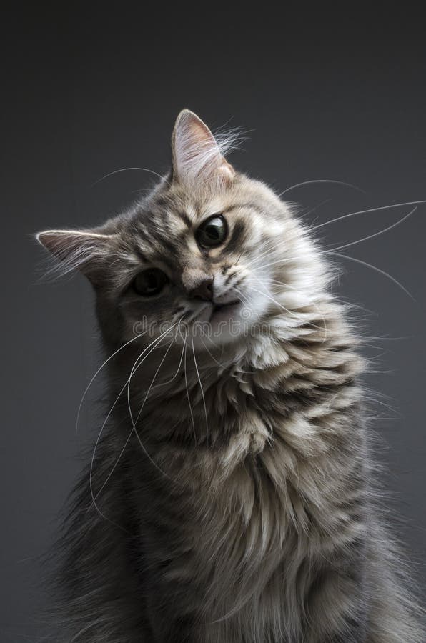 The Cat Looks into the Camera with Interest Stock Image - Image of cute ...